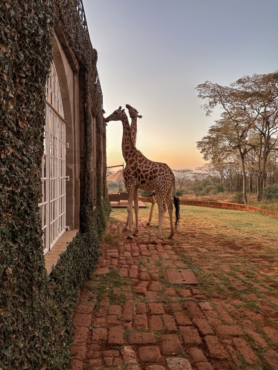 Staying at the Giraffe Manor